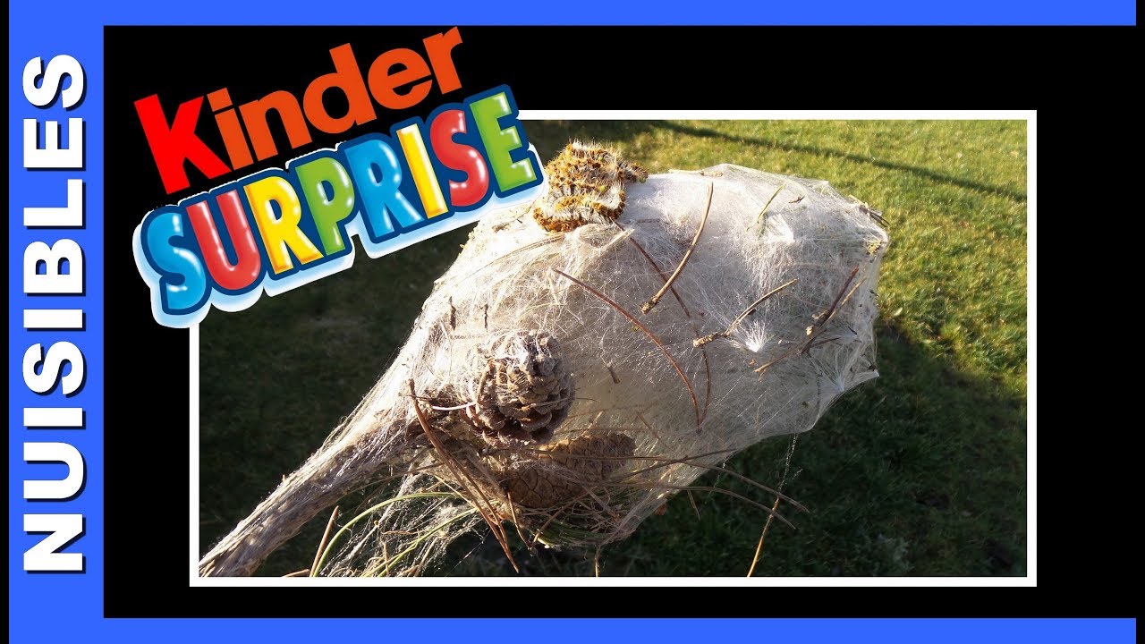 Ouverture d'un cocon de chenille processionnaire. 🐛 - YouTube