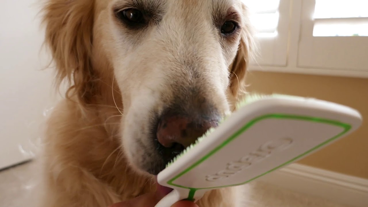 Dog ASMR 1 Hour - Golden Retriever Licking Orapup Tongue Cleaning Brush ...