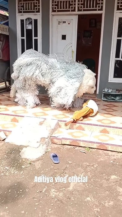 Bocil ff dimakan can macanan depan pintu - YouTube