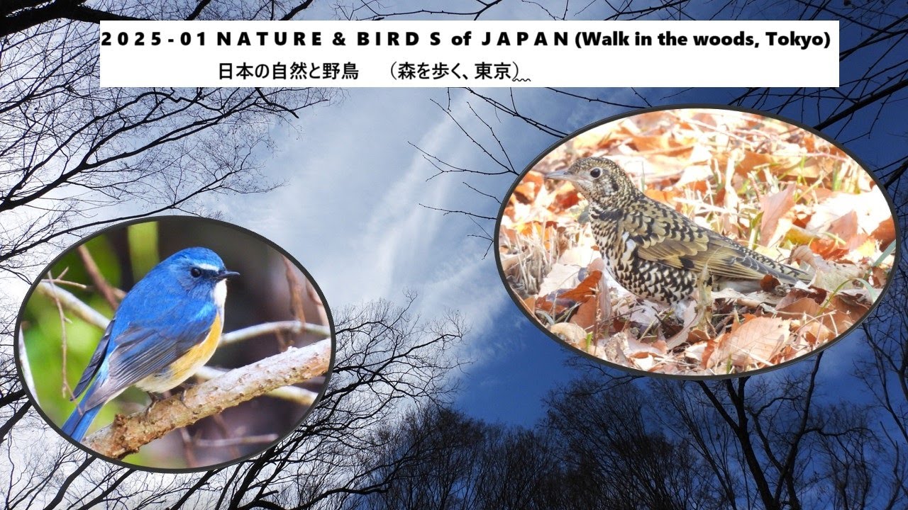 2025 - 01 Nature & Birds of Japan (Walk in the woods, Tokyo) - YouTube