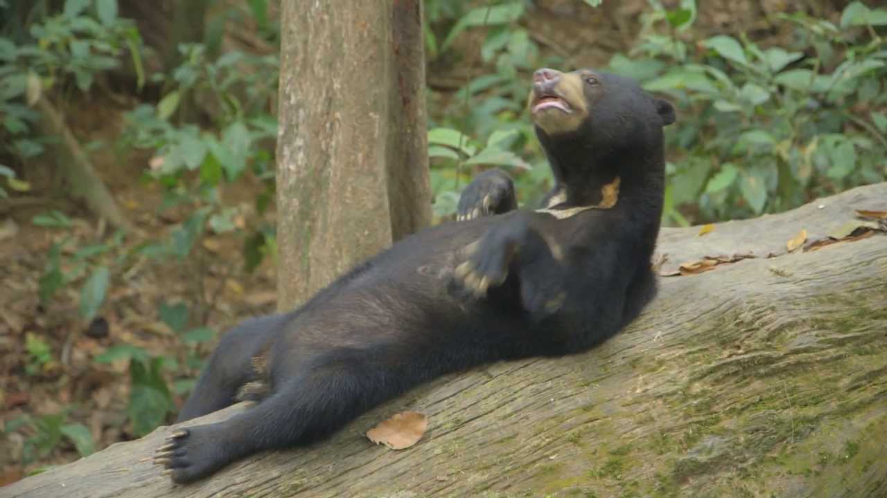 Sleepy Bornean Sun Bear Relaxing on Fallen Tree - YouTube