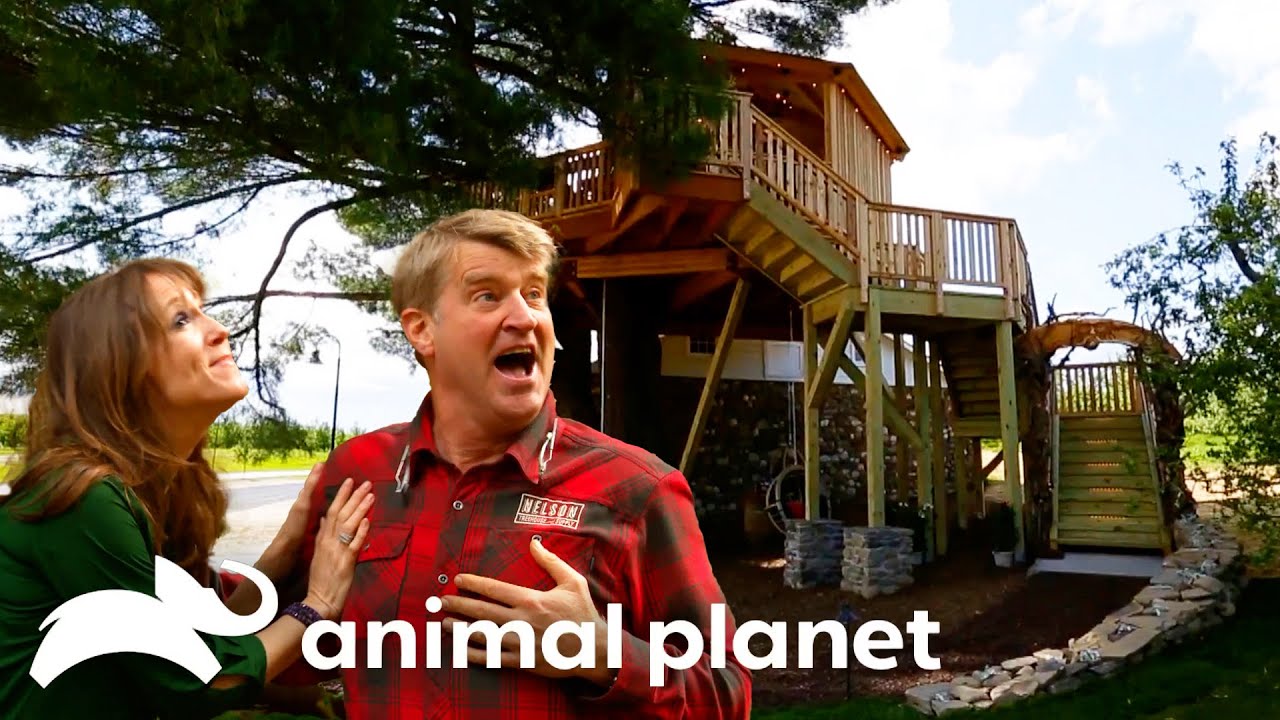 The Craziest Treehouses of SEASON 5! | Treehouse Masters | Animal ...