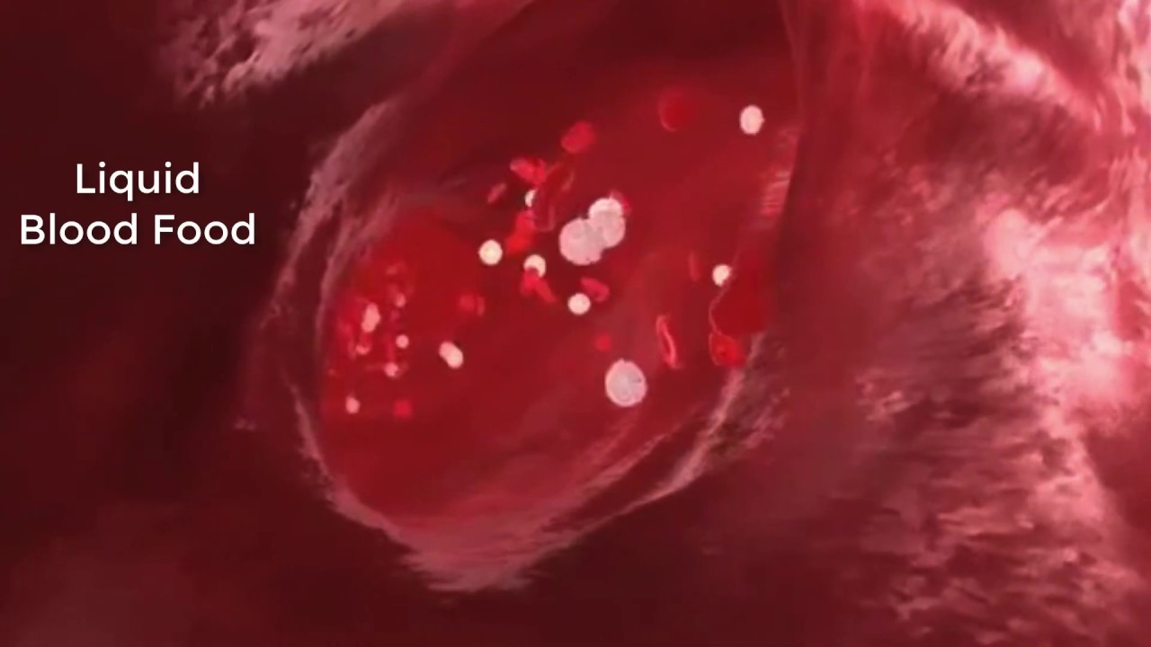 Prodovite Supplement Overview - Liquid Blood Food for your Cells - YouTube