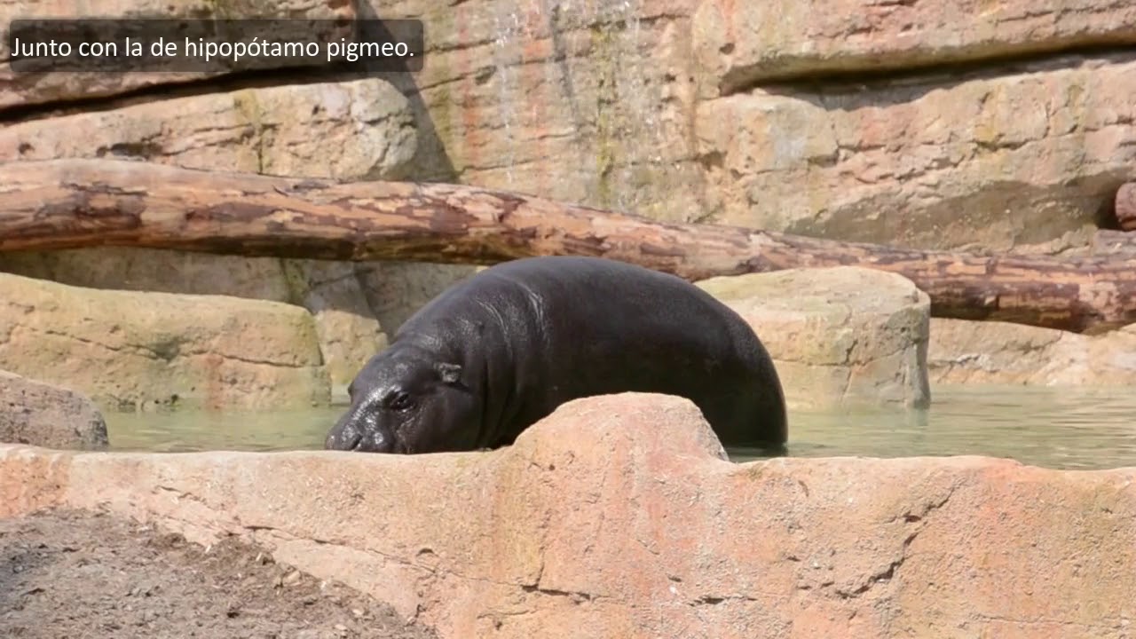 Recorrido por Río Safari Elche - YouTube