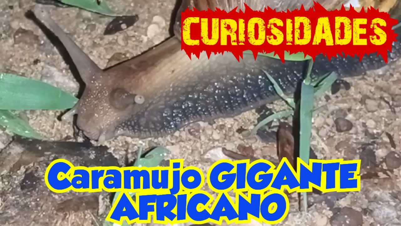 Caramujo Gigante Africano (Achatina fulica) | Curiosidades Sobre o ...