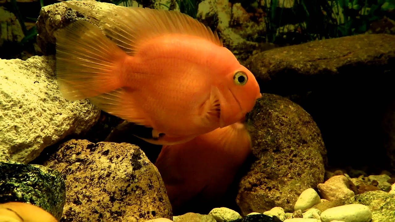 puesta de pez perico ceancaan - YouTube