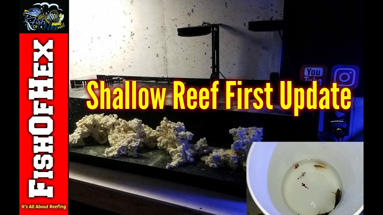 Shallow Reef Build Update | Fish Quarantine and Lighting Talk | Part 3 ...