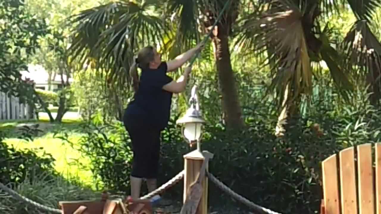 Sarah trimming the palm tree - YouTube