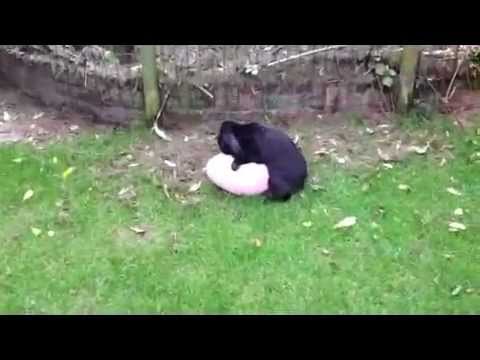 Tatlı Tavşan Balona Ne Yaptı