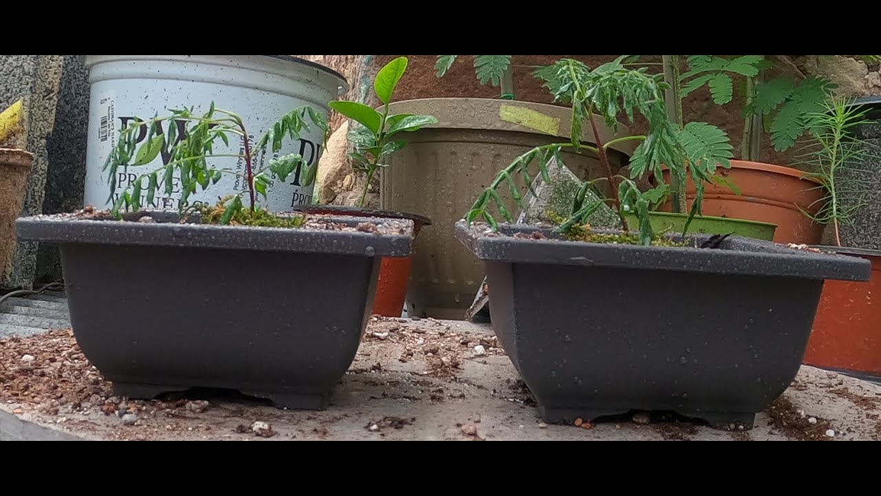 BRAZILIAN ROSEWOOD RE-POT - YouTube