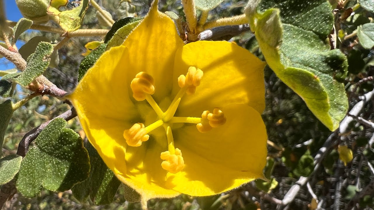 AZ Plant Reviews - California Flannelbush (Fremontodendron californicum ...