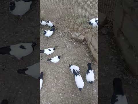 Gence satilir 0702331121 vatcap