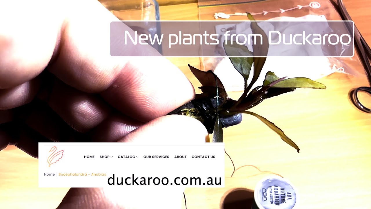 Bucephalandra order from new supplier Duckaroo in Australia - YouTube