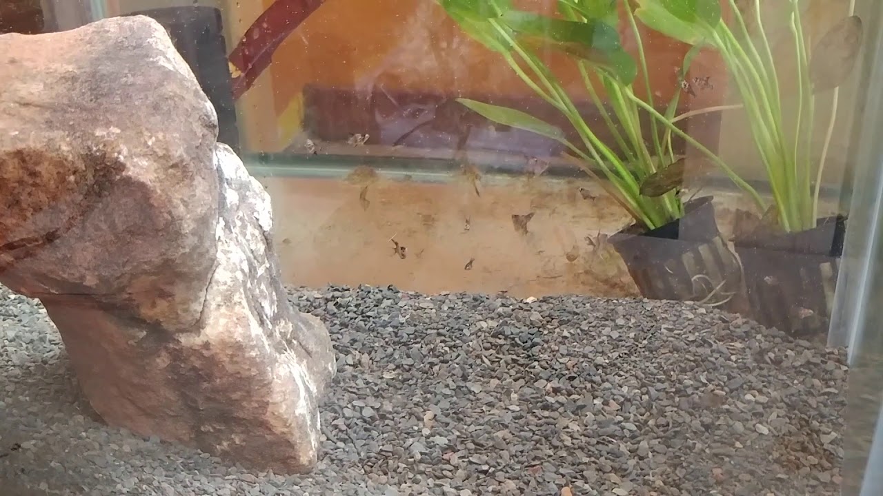 Angelfish Fry feeding - YouTube