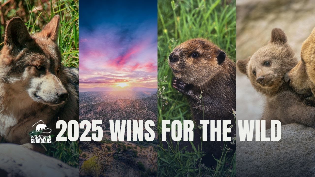 2025 Year in Review - WildEarth Guardians - YouTube