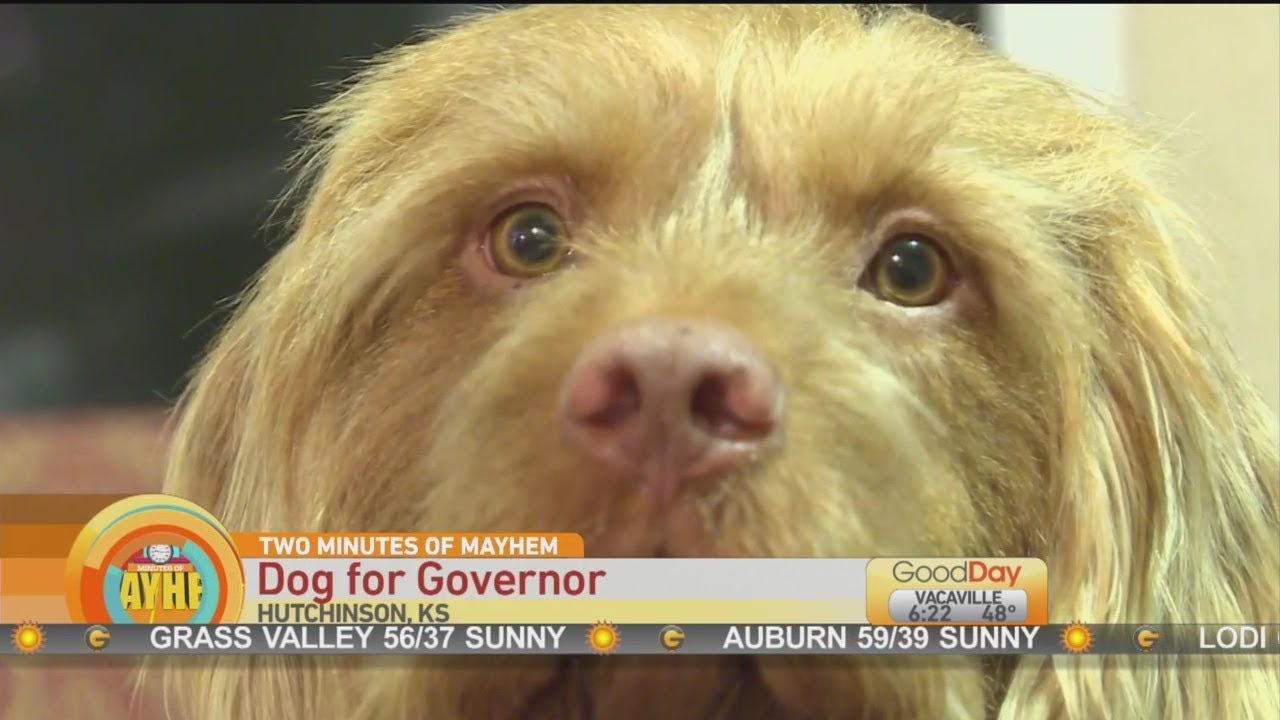 Two Minutes of Mayhem: Dog for Governor - YouTube