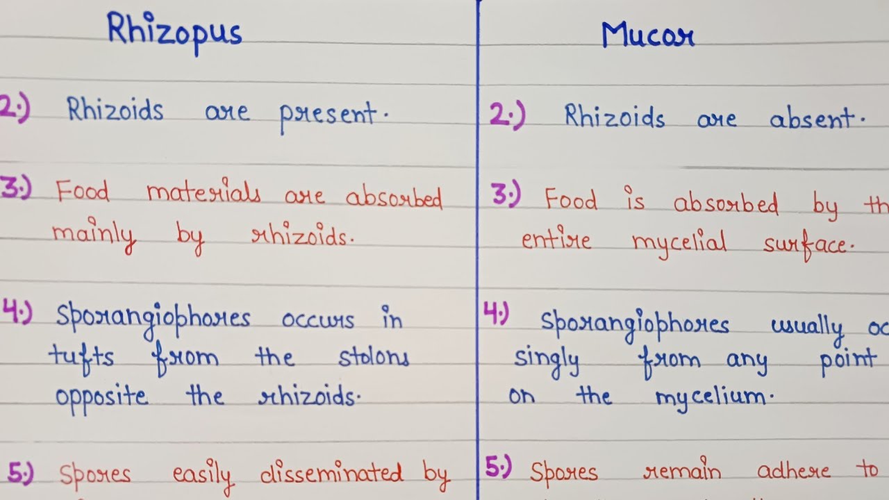 Difference between mucor and rhizopus | Mucor rhizopus difference - YouTube
