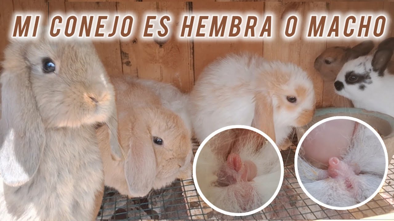 COMO SABER SI MI CONEJO ES HEMBRA O MACHO conejitos bebes - YouTube
