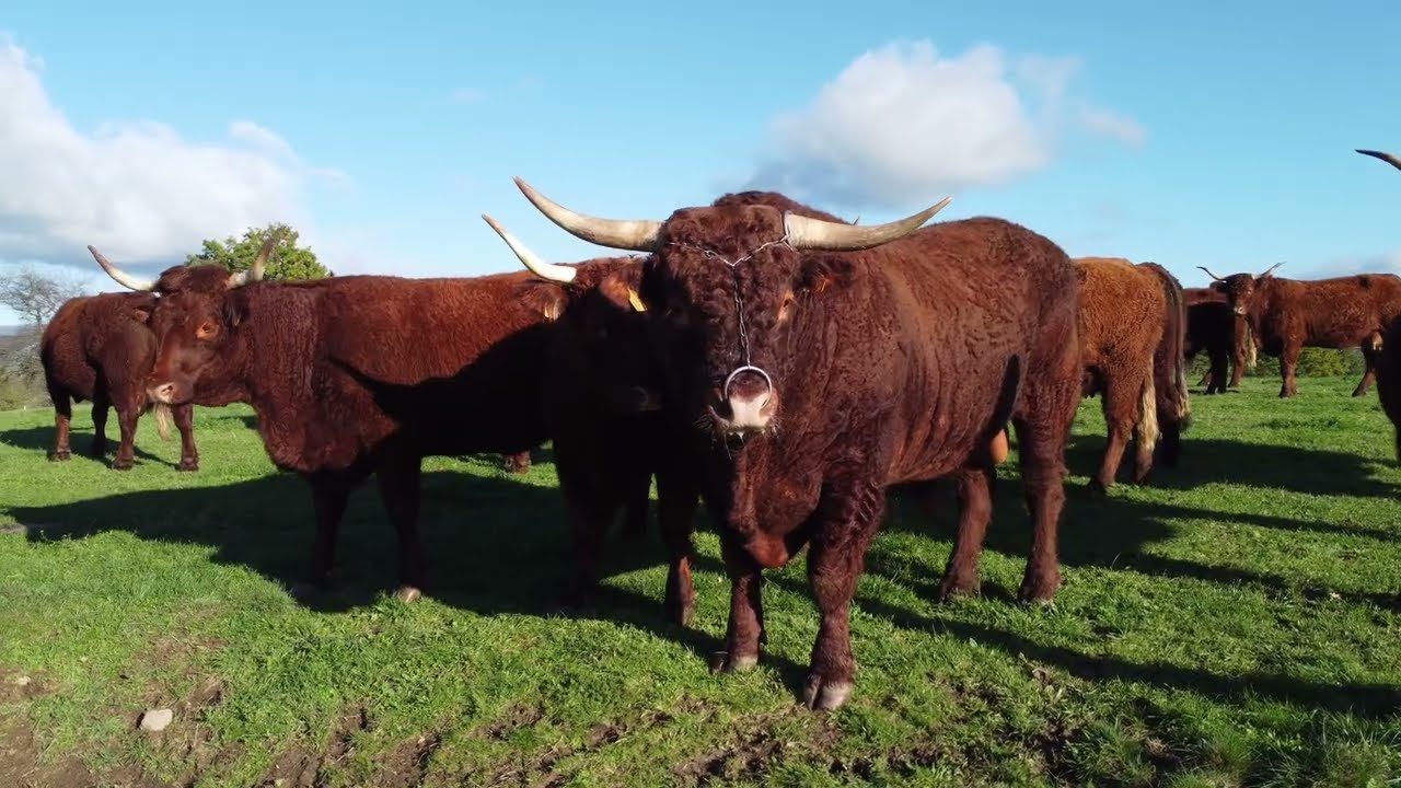 Quand un taureau Salers embrasse son éleveur !! Bienveillance et ...