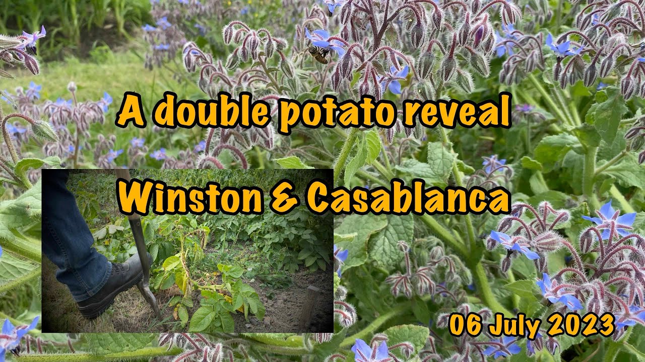 2023-07-06-A double potato reveal - Winston & Casablanca - YouTube