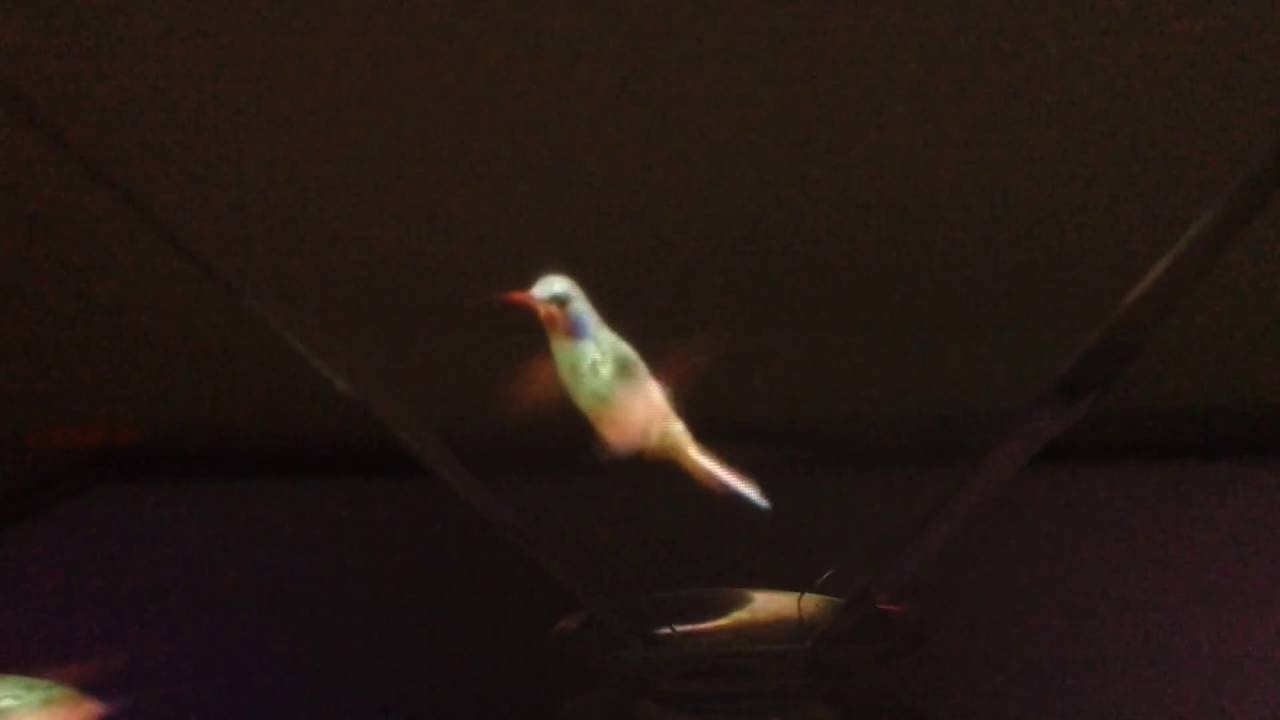 Hologram Bird全息影像 - YouTube