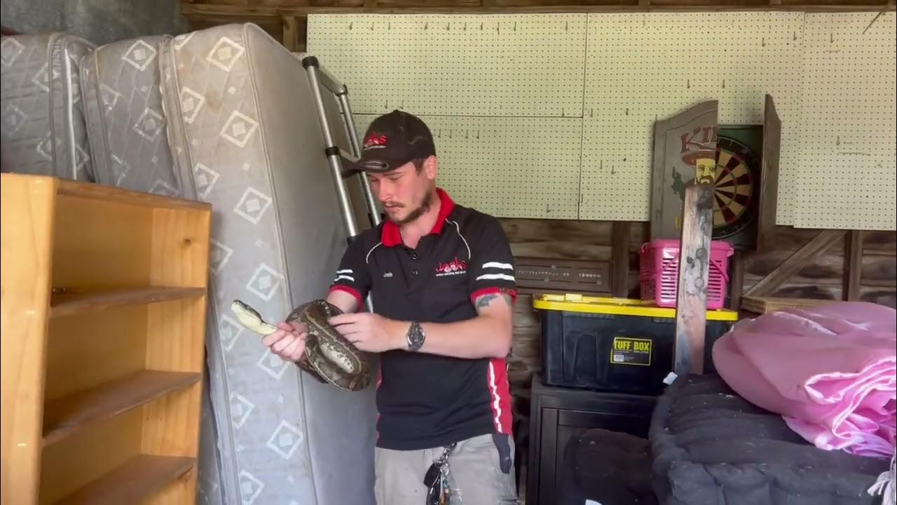 Family of possums life another day after we relocate carpet python from ...