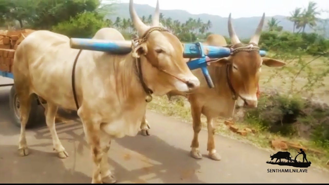 Bullock training videos in four wheel drive | how to use four wheel ...