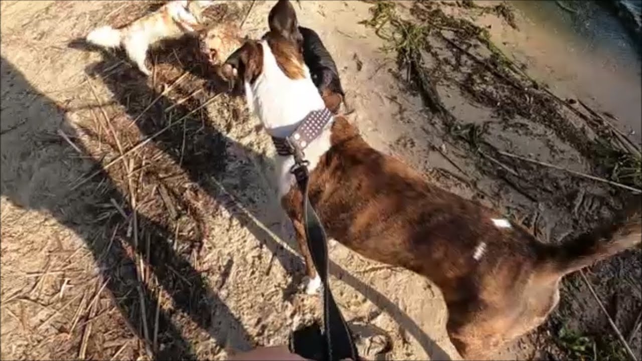 Амстаффтерьера атакует стая такс / Amstaff terrier is attacked by a ...