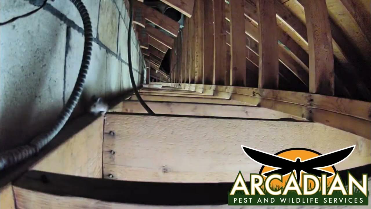 Mouse in the Attic - YouTube