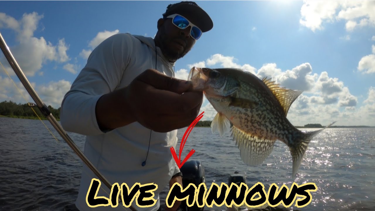 How To Bottom Rigging With Live Minnows For Crappie #crappiefishing ...
