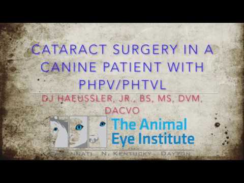 Phacoemulsification and IOL implantation in PHPV:PHTVL Dog - YouTube