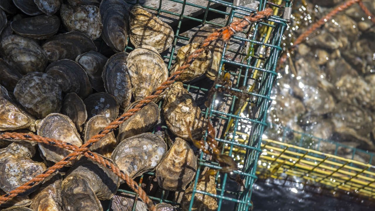 Farming the Sea - YouTube