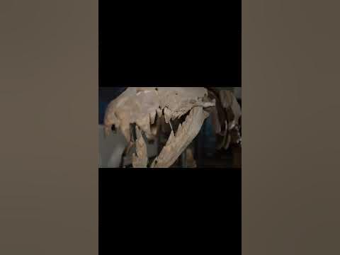 Not Science Fiction – This Bizarre Worm Lizard Is Like the Dune ...