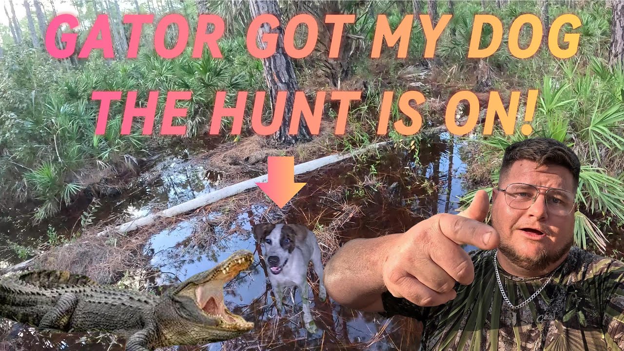 GATOR GOT MY DOG! THE HUNT IS ON! - YouTube