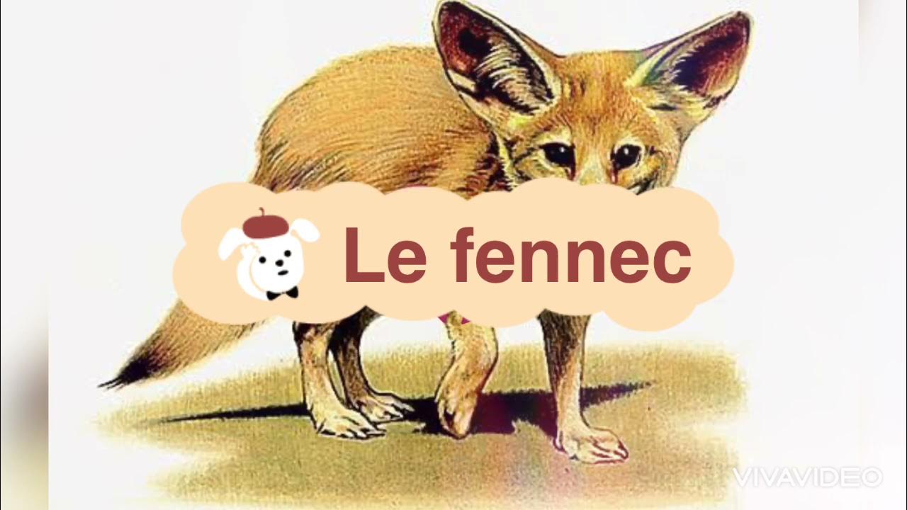 Lecture magistrale du texte le fennec - YouTube