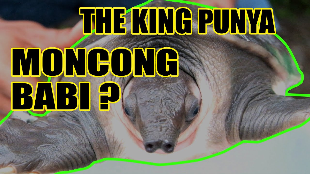 SI MONCONG BABI EXOTIC PET DARI PAPUA ( Carettochelys insculpta ) - YouTube