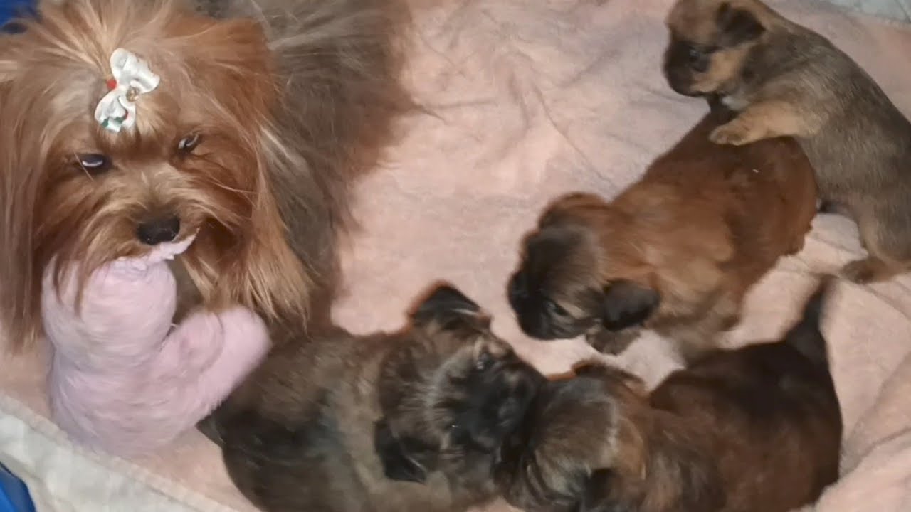 All Sold! Teacup Yorkie X Mini Brindle Pug Puppies Playing with Daddy ...