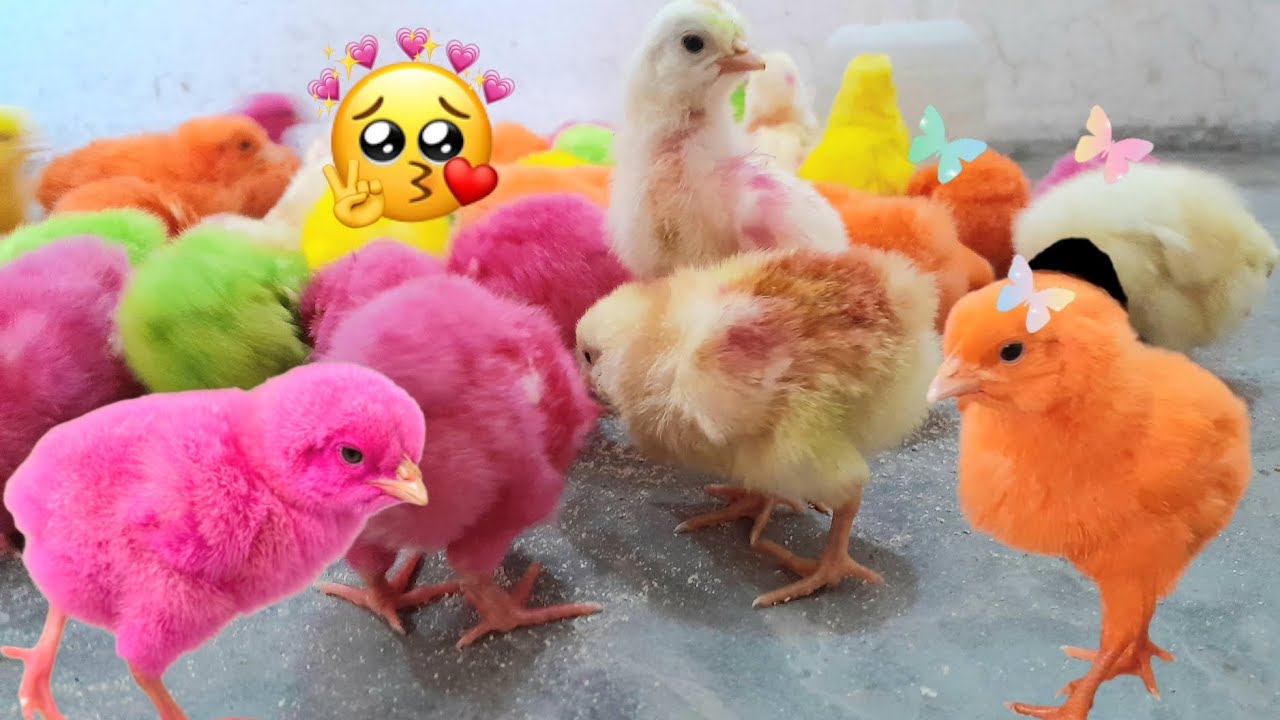 color chicks eat and sip || 😋 zoo house 🏠 || cute hen chicks - YouTube