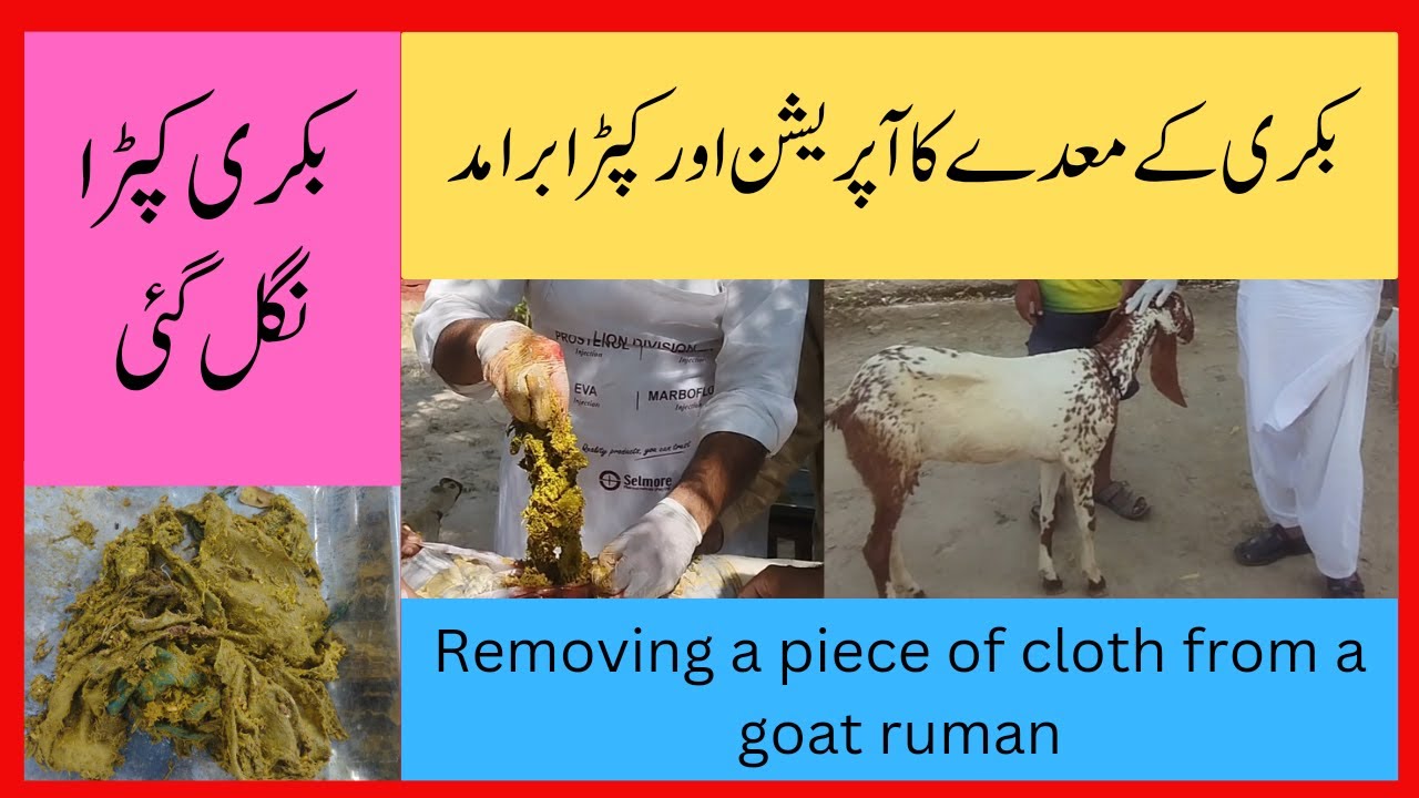 Ruminotomy in Goat || surgical colic in goat || foreign body in rumen ...