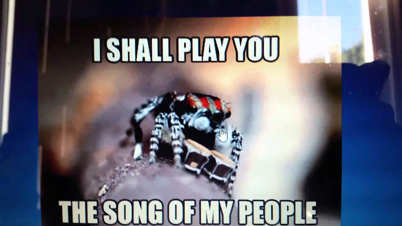 Spider playing drums gif - YouTube