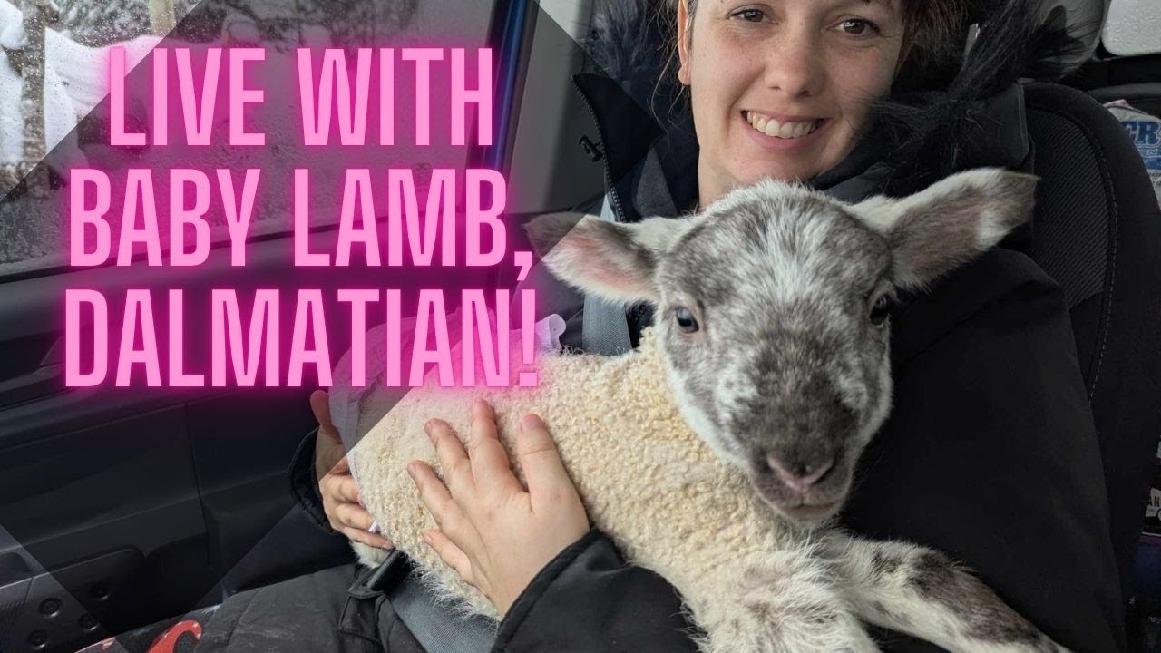 LIVE with a sun-tanning kitten, a Lamb in a jacket and an expecting ...