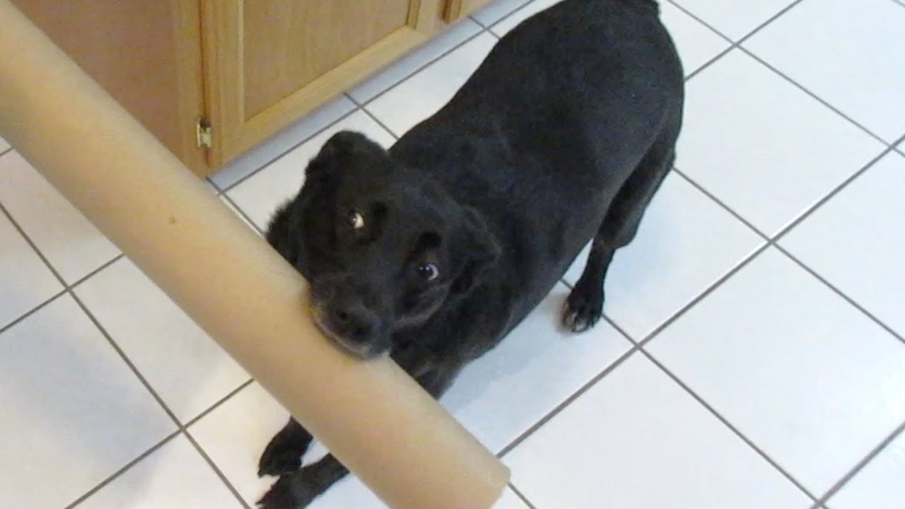 A Dog's Struggle - YouTube