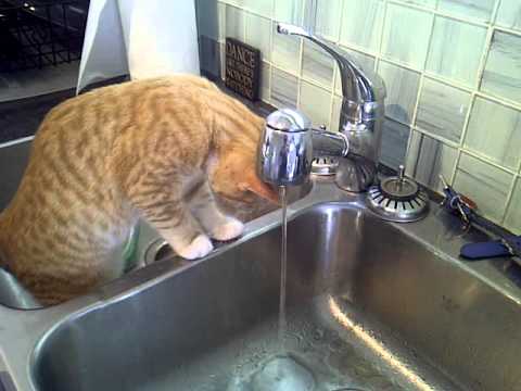cat baptism - YouTube