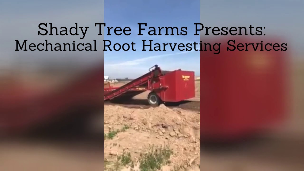 Mechanical Root Harvesting Service in Madera - YouTube