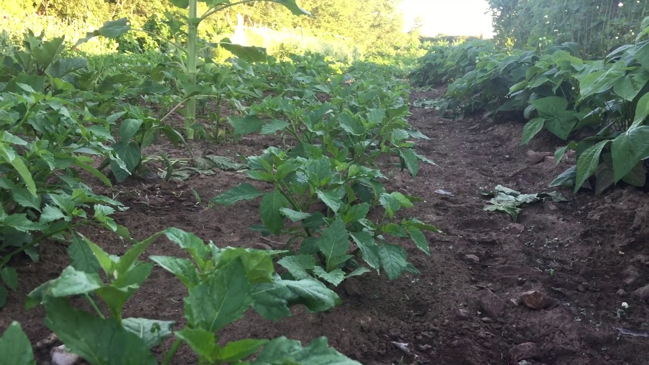 De zaub iab 7/12/20 - YouTube