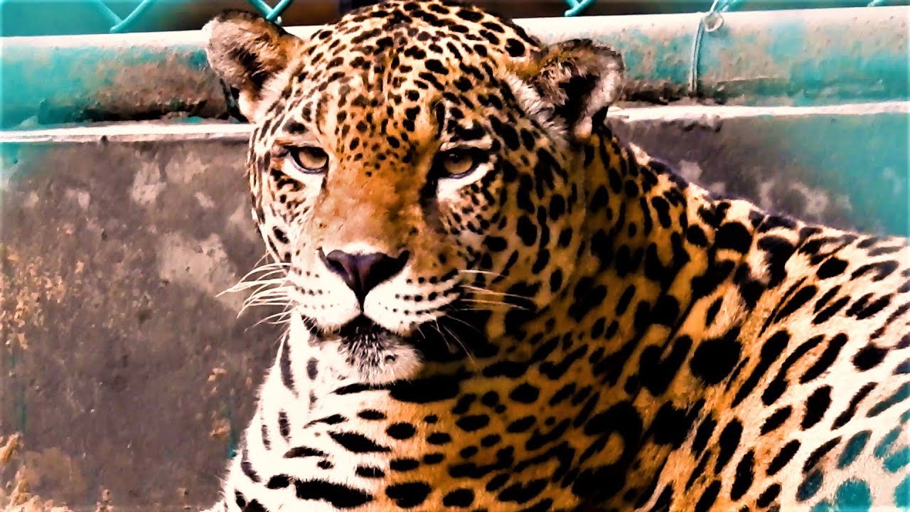Leopard in Delhi Zoo | Nikon Coolpix P900 83x zoom - YouTube