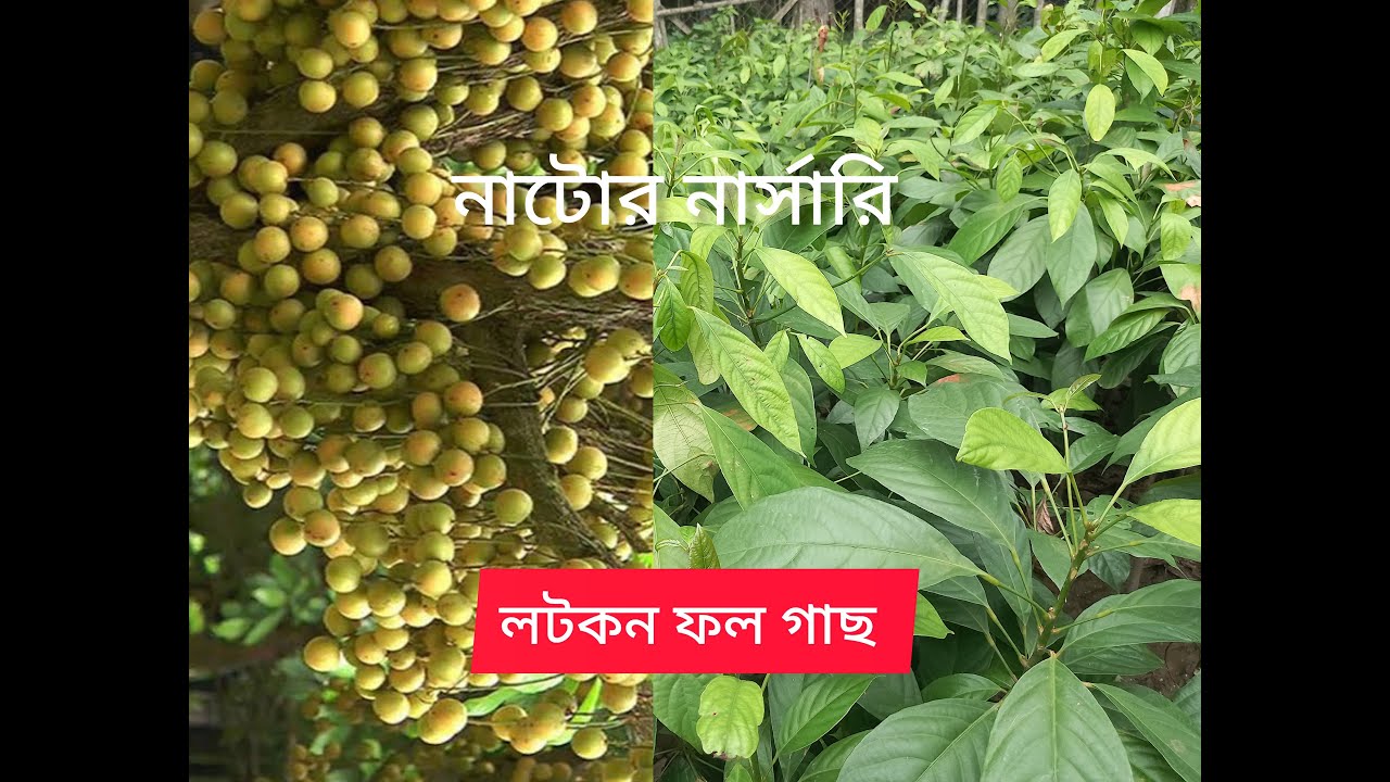 লটকন ফল গাছ | Lotkon frute | লটকন ফল | Lotkon Fol | নাটোর নার্সারি ...