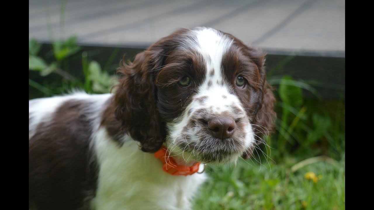 Kelly Springer Spaniel 30 Avril 2022 - YouTube