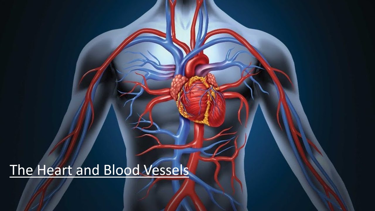 The Heart and Blood Vessels - YouTube
