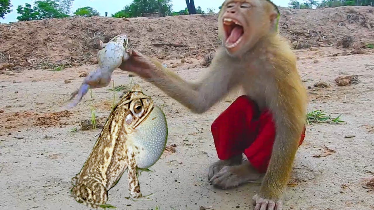 A SokYaa Farmer Catching Frog At Rural, SokYaa Throwing Frog As Big ...